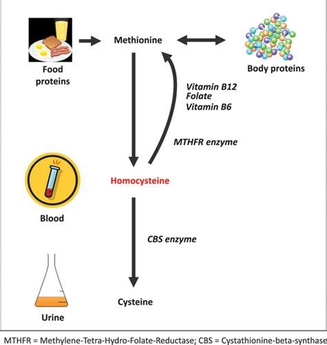 Mthfr Mutation What Is It How To Check Your Raw 50 Off