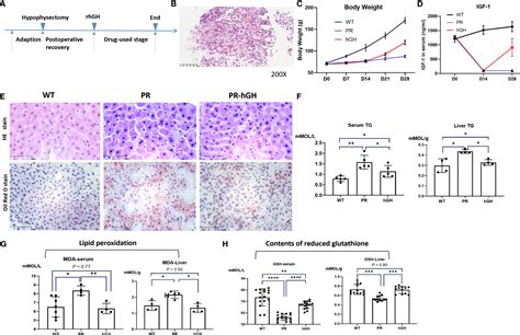 Frontiers Proteomic And Metabolomic Analysis Of Gh Deficiency Induced