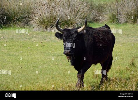 Agriculture Farming Cattle Cattle Breeding Scenery Countryside
