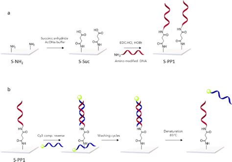 Scheme 1 A Schematic Illustration Of Pp1 Immobilization At The