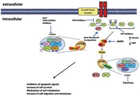 Targeting The Pi3k Akt Mtor Pathway In Prostate Cancer Development And