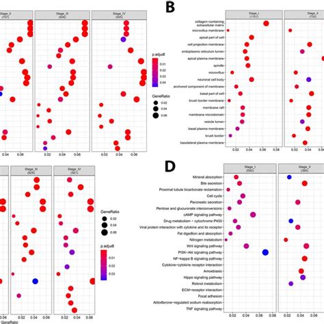 Go And Kegg Pathway Enrichment Analyses Of Degs In Each Crc Stage Using