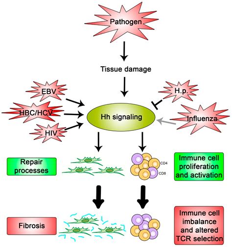 Hedgehog Signaling Pathway