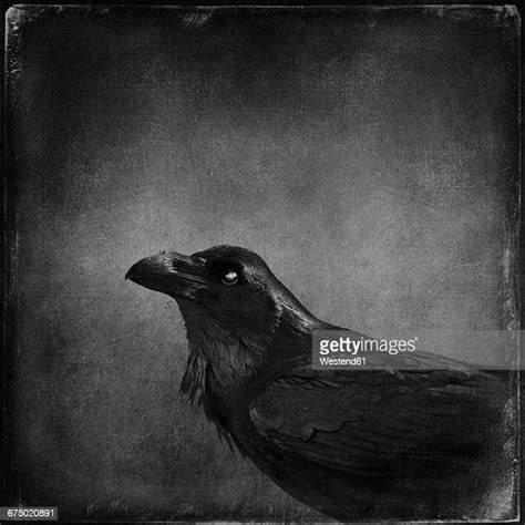 Raven Texture Fotografías E Imágenes De Stock Getty Images