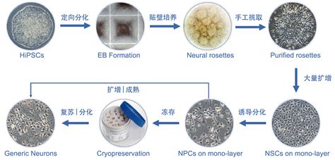 神经干细胞 神经细胞 培养基产品价格 详情介绍 960化工网 – 960化工网