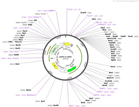 Addgene Pegfp C1 Bbs8