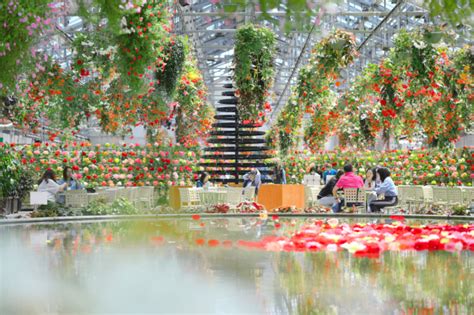 花に囲まれながら 美しいなばなの里で撮ろう 「なばなの里」 での一枚 第18回）2024 （春・初夏） 応募詳細 なばなの里
