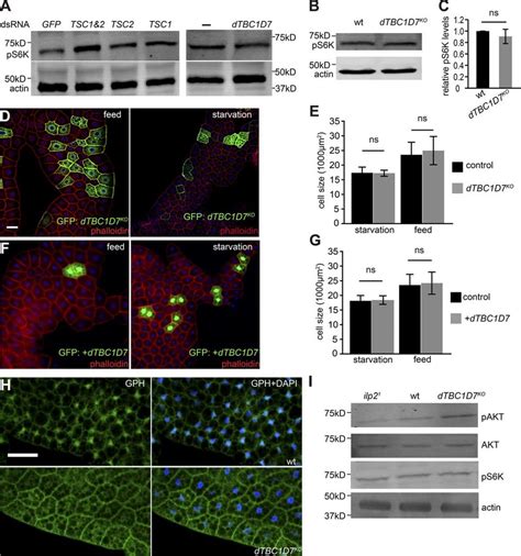 Dtbc1d7 Regulated Growth In A Cell Nonautonomous Manner A Knockdown