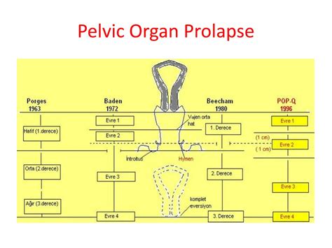 Ppt Pelvic Floor And Functional Anatomy Powerpoint Presentation Free