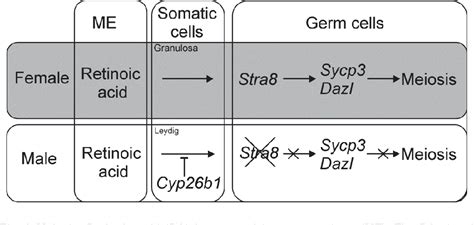 Figure 4 From Role Of Wnt4 Signaling In Mammalian Sex Determination