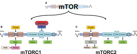 Schematic Representation Of Mammalian Target Of Rapamycin Mtor
