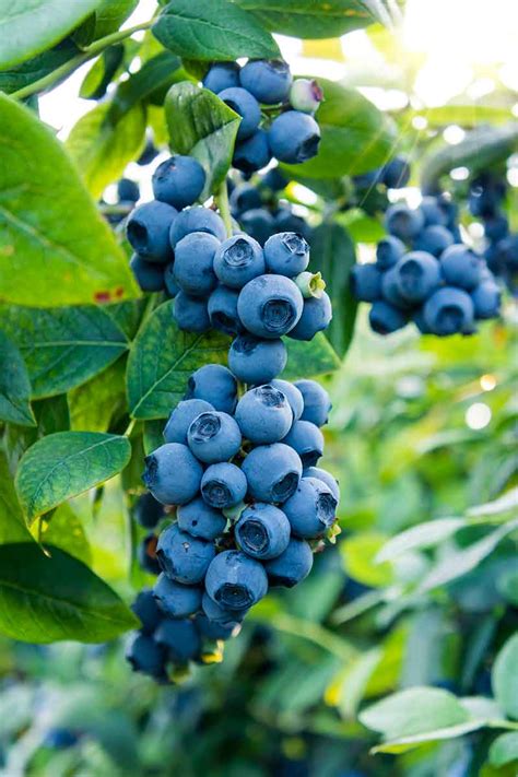 How To Grow Feed And Harvest Blueberries