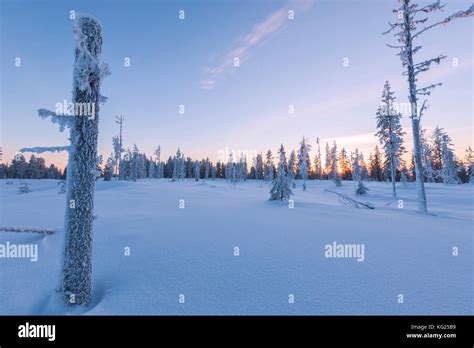 Puesta De Sol En Los árboles Cubiertos De Hielo En Los Bosques Boreales