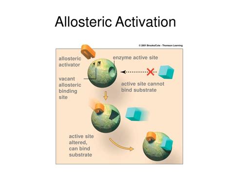 Ppt Biology 1 Powerpoint Presentation Free Download Id 3088353