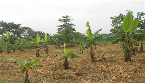 How To Start A Profitable Plantain Farm In Nigeria Pics Agriculture
