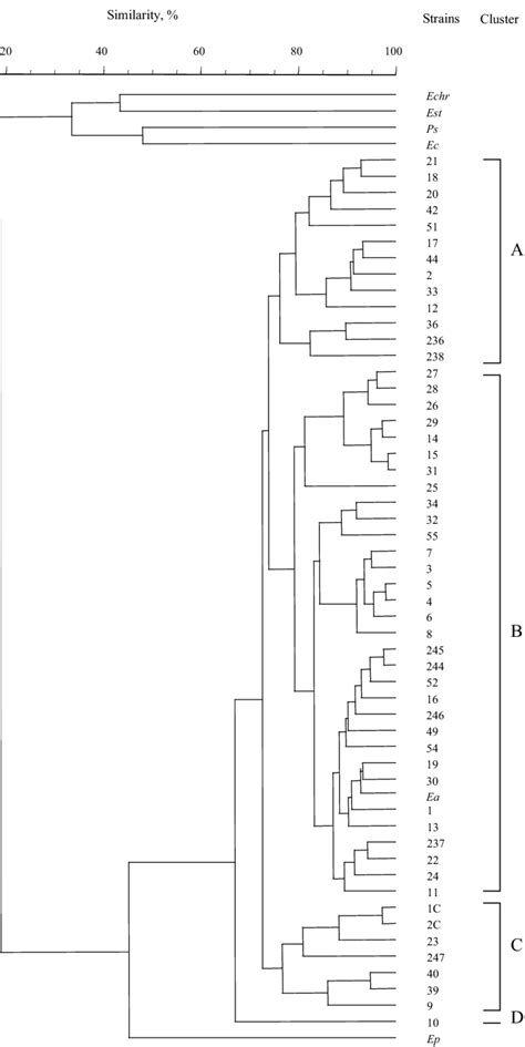 Dendrogram Showing Sdspage Clusters Of 53 E Amylovora Strains