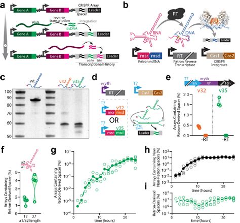 Retron Reverse Transcribed Dna Can Be Acquired By Crispr Integrases A