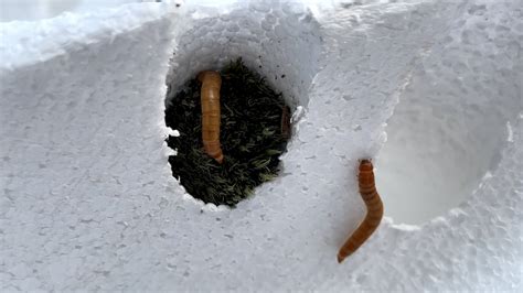 Gallery Of Decomposing Structures With Larvae An Eps Pavilion In South
