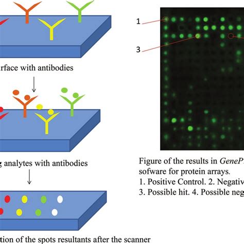 Pdf Microarrays As Platform For Multiplex Assays In Biomarker And