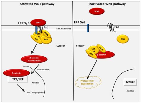 Cancers Free Full Text The Key Role Of The Wnt β Catenin Pathway In