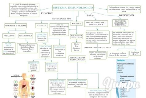 Mapa Del Sistema Inmunologico