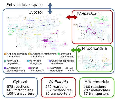 The Idc625 Genome Scale Metabolic Model Network Representation Of Our