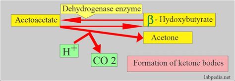 Diabetic Ketoacidosis Ketone Bodies And Management