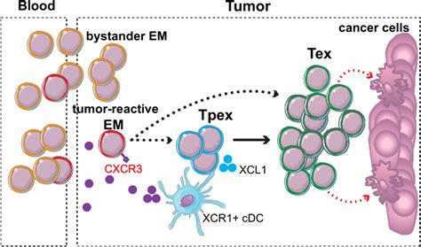 A Model Of Intratumoral Cd8⁺ T Cell Differentiation Supported By