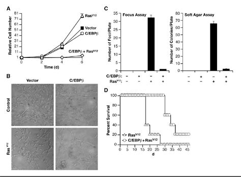 Figure 1 From Rasv12 Mediated Down Regulation Of Ccaat Enhancer Binding