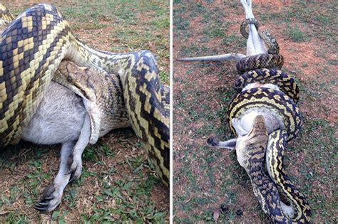 moment python devours entire wallaby whole in queensland