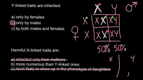 y linked inheritance example what are the different ways