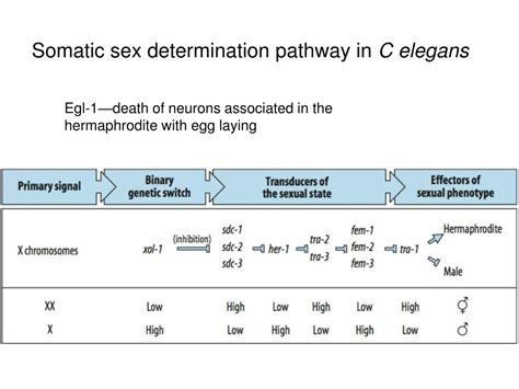 ppt chapter 11 germ cells fertilization and sex powerpoint