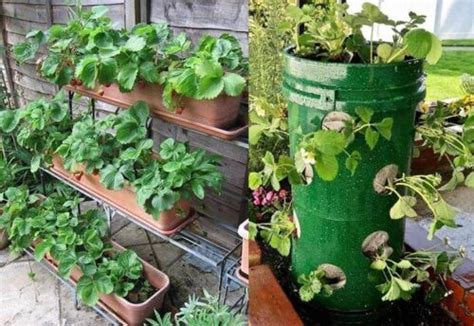 Cómo Cultivar Fresas Frutilla En Maceta Y Sus Cuidados Eco Jardín