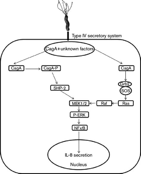 Intracellular Events In H Pylori Induced Il 8 Secretion H Pylori