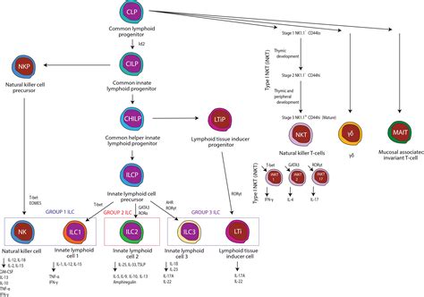 Frontiers Innate Lymphocytes Role In Alcohol Induced Immune Dysfunction