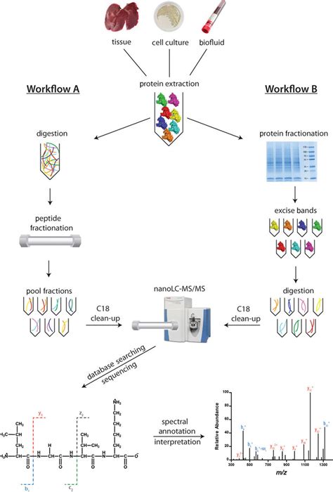 4 1 Depiction Of Two Common Workflows For Proteomic Analysis Of Various