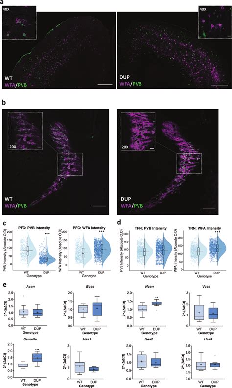 Perineuronal Net Pnn Density Is Increased In Adult 16p11 2
