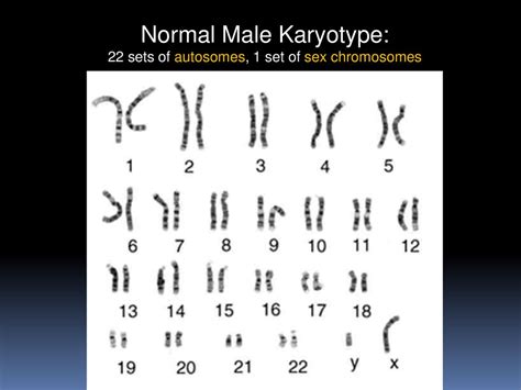 Mutations Sex Linked Traits Disorders Pedigrees Ppt Download