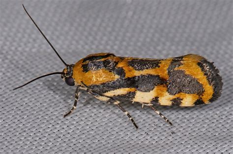 moths of north carolina