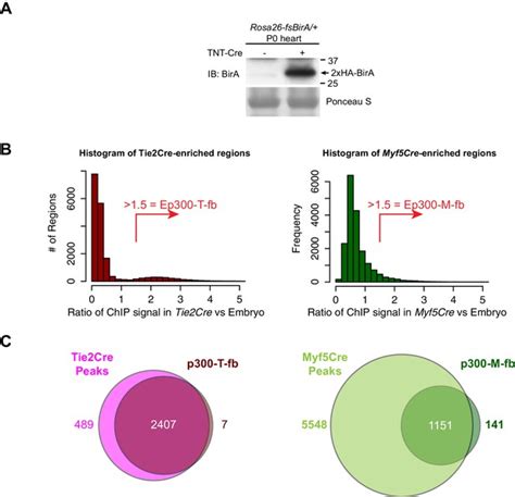 Figures And Data In Mapping Cell Type Specific Transcriptional