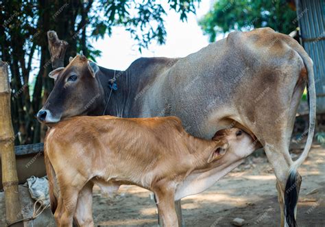 Premium Photo A Calf Drinking Milk From A Cow In A Rural Village