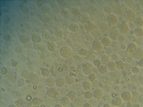 Figure 1 From Primordial Germ Cells Pgcs As A Tool For Creating