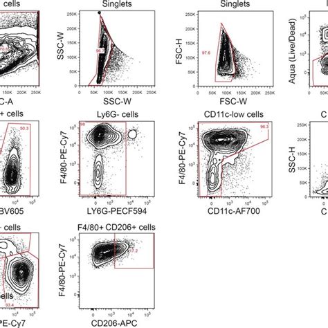 Gating Strategy For Facs Analysis Of Cd4⁺ Cd8⁺ And Cd8⁺cd44⁺cd62l⁻ T