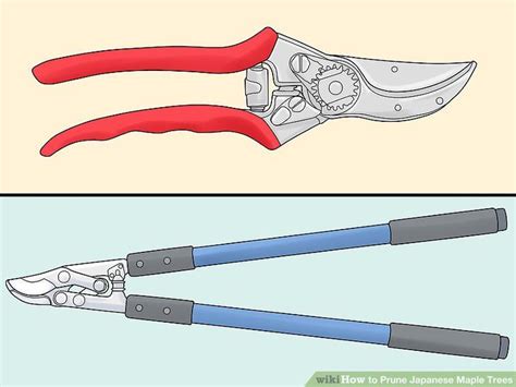 The Best Way To Prune Japanese Maple Trees Japanese Maple Tree Maple