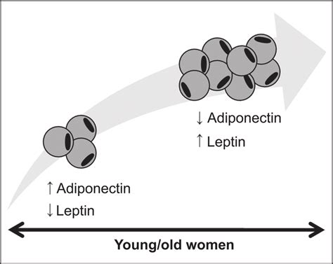 Serum Levels Of Leptin And Adiponectin In Different Phases Of The