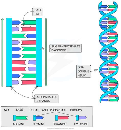Dna And Rna Structure Hl Ib Biology Revision Notes 2025
