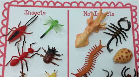 learning about bugs activities for preschool and montessori