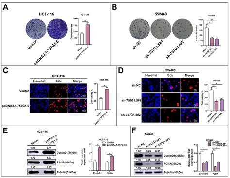 Rp11 757g1 5 Promotes Crc Cell Proliferation In Vitro A B Effects Of