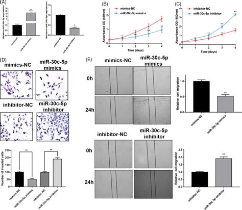 Mir 30c 5p Directly Targets Mapk1 To Regulate The Proliferation