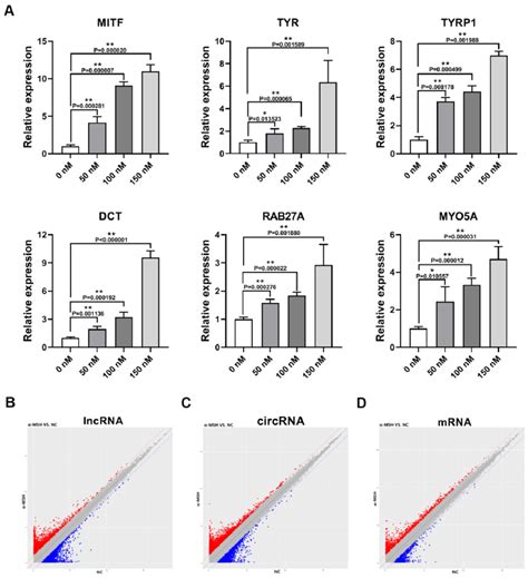 Differentially Expressed Lncrnas Circrnas And Mrnas In α Msh Treated